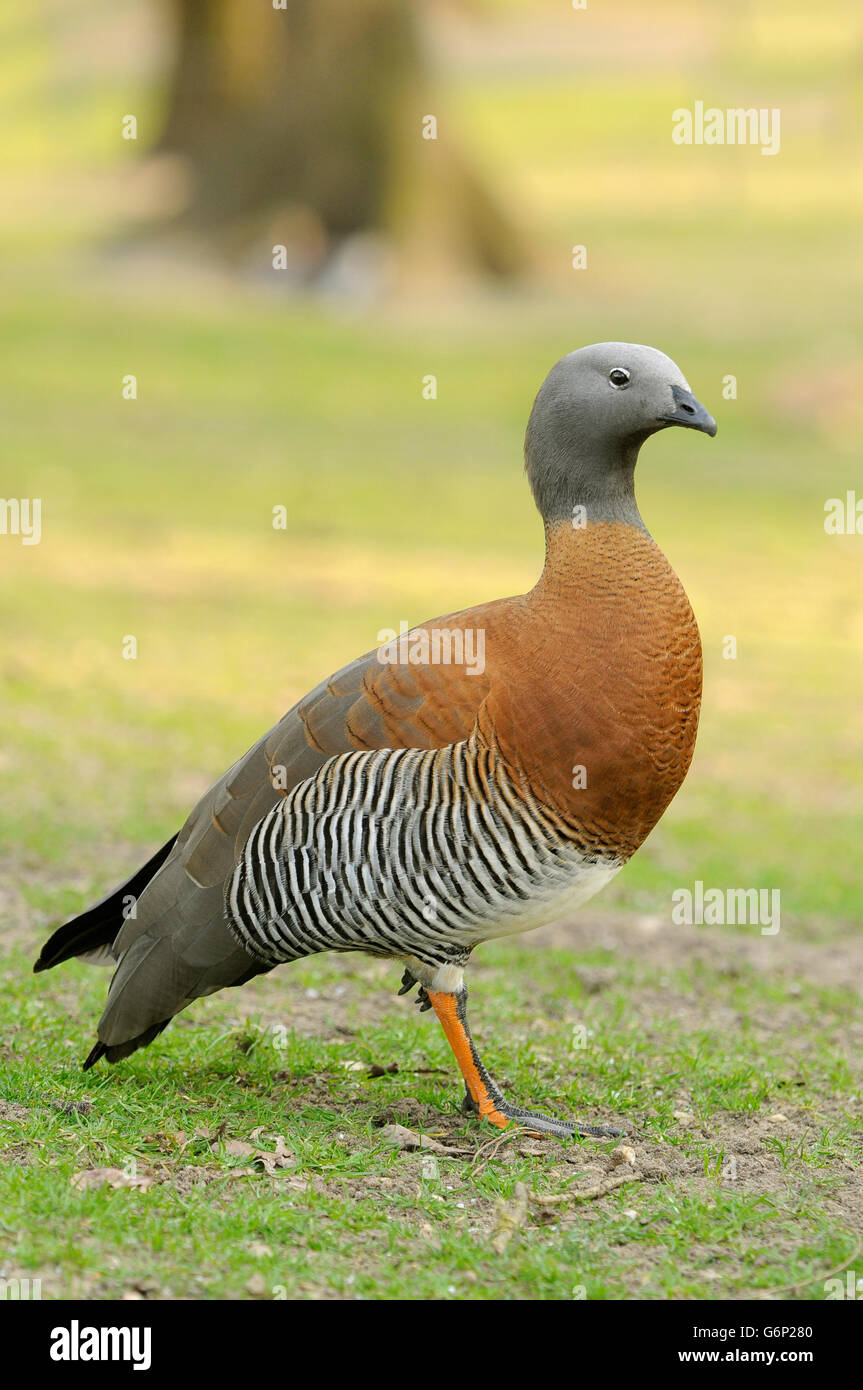 Vertical portrait of adult of ashy-headed goose, Chloephaga ...