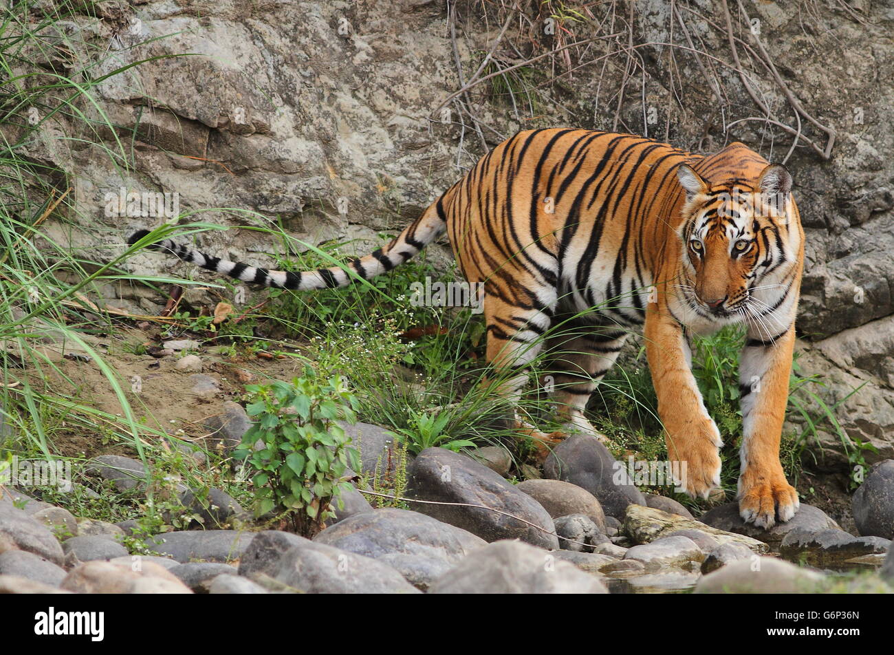 Tiger on the rocks Stock Photo - Alamy