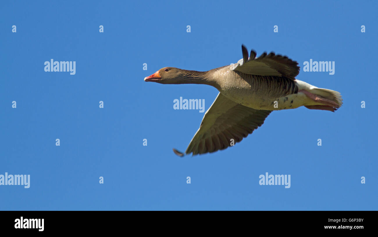 Goose hunt hi-res stock photography and images - Alamy