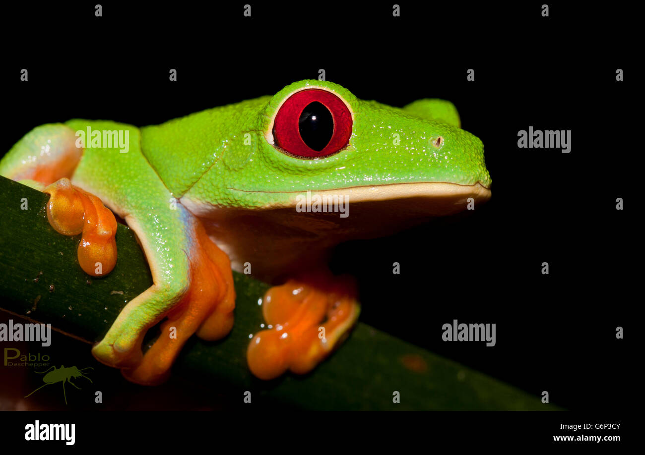Cute tree frog hi-res stock photography and images - Alamy