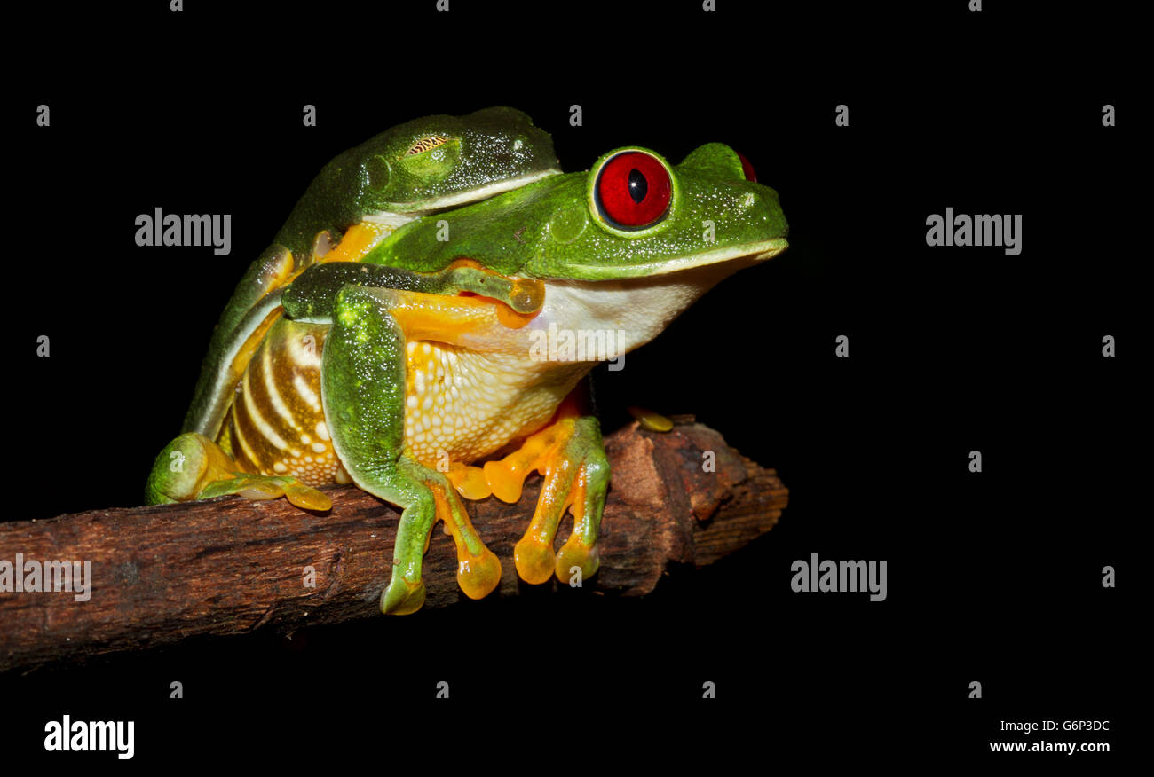 Tree frogs mating hi-res stock photography and images - Alamy