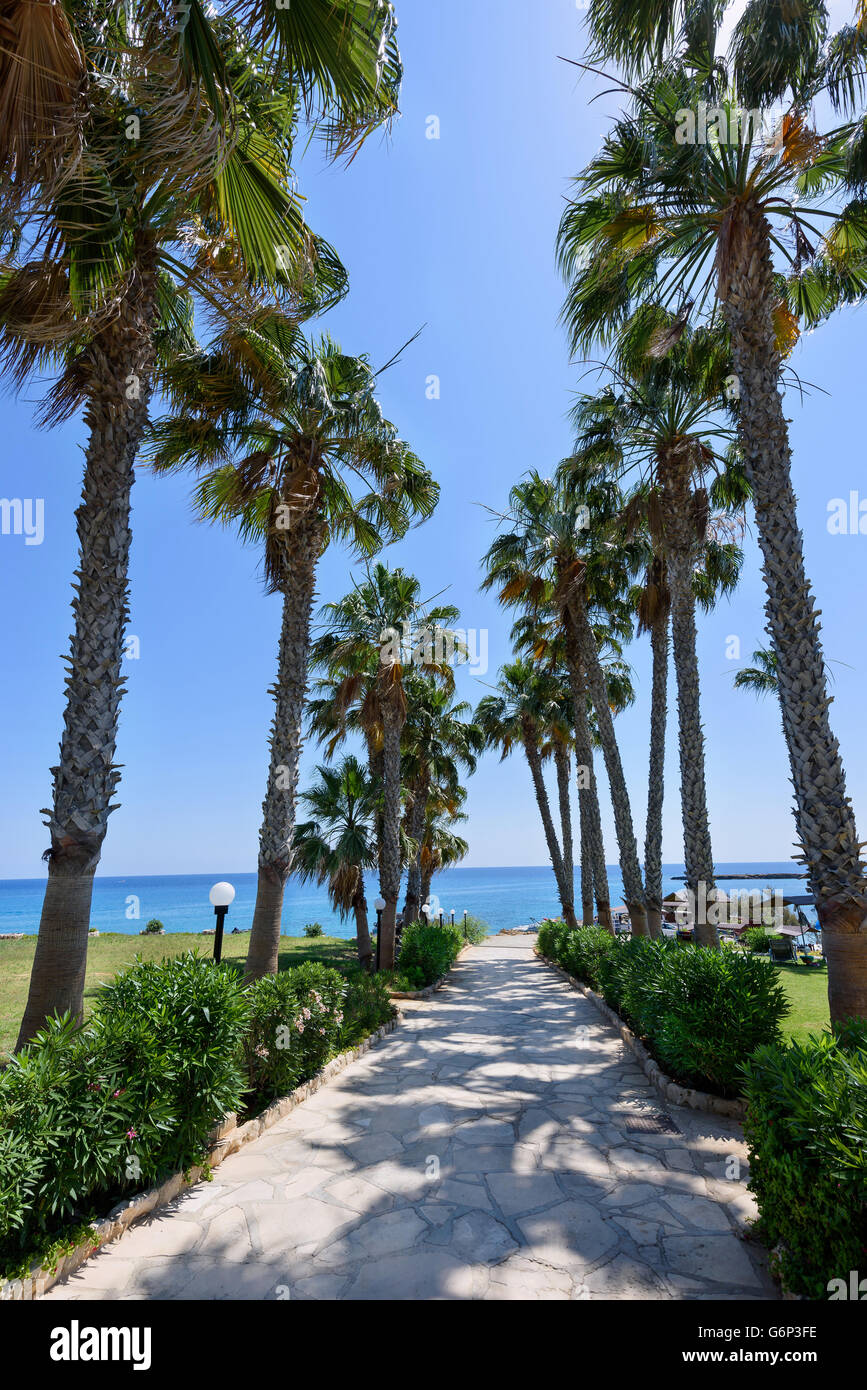 Palm trees road at the sea in protaras beach in cyprus island Stock ...