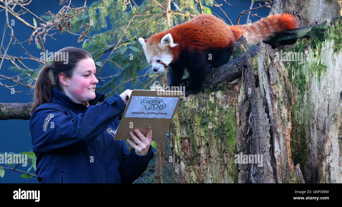 Lucy Edwards lead keeper of Chester Zoo staff, counts the red pandas ...