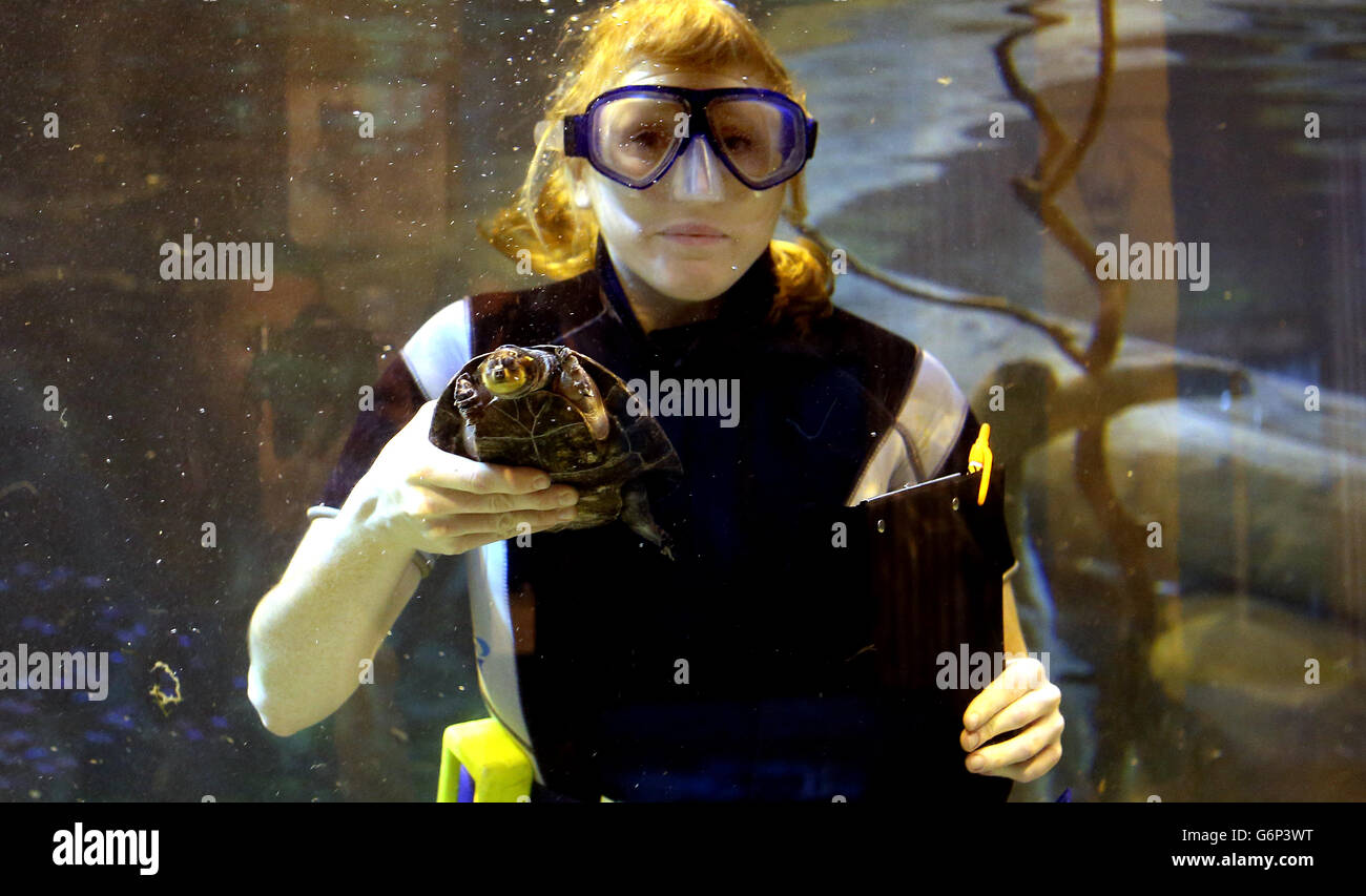 Zoo residents line up to be counted Stock Photo - Alamy