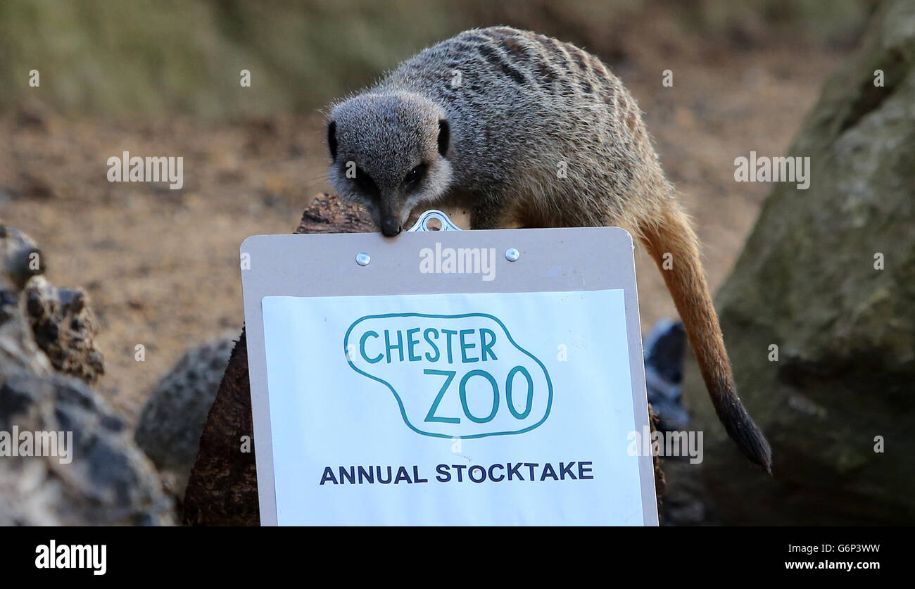 Lucy Edwards lead keeper of Chester Zoo staff, counts the meerkats ...