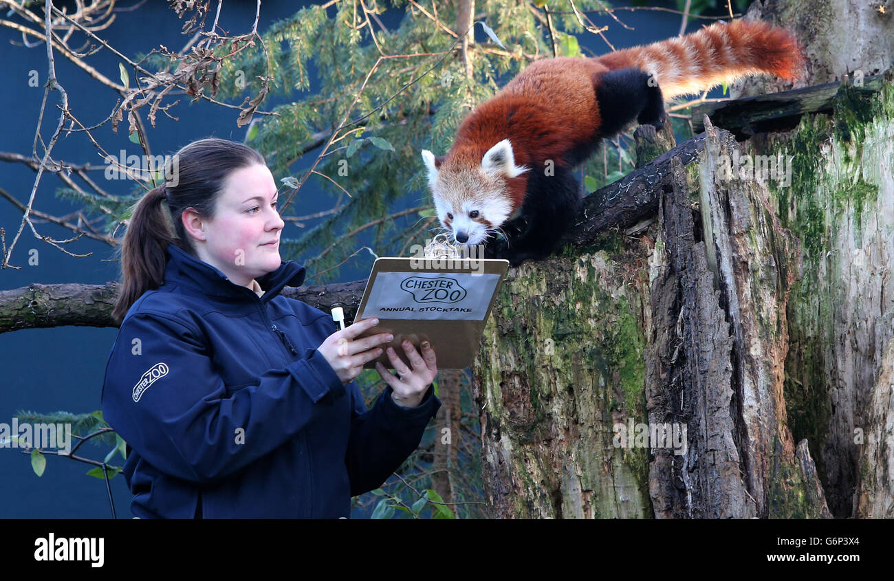Zoo residents line up to be counted Stock Photo - Alamy