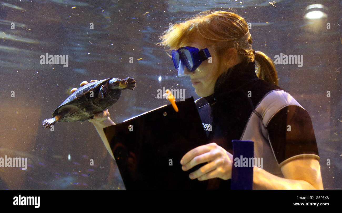 Zoo residents line up to be counted Stock Photo - Alamy