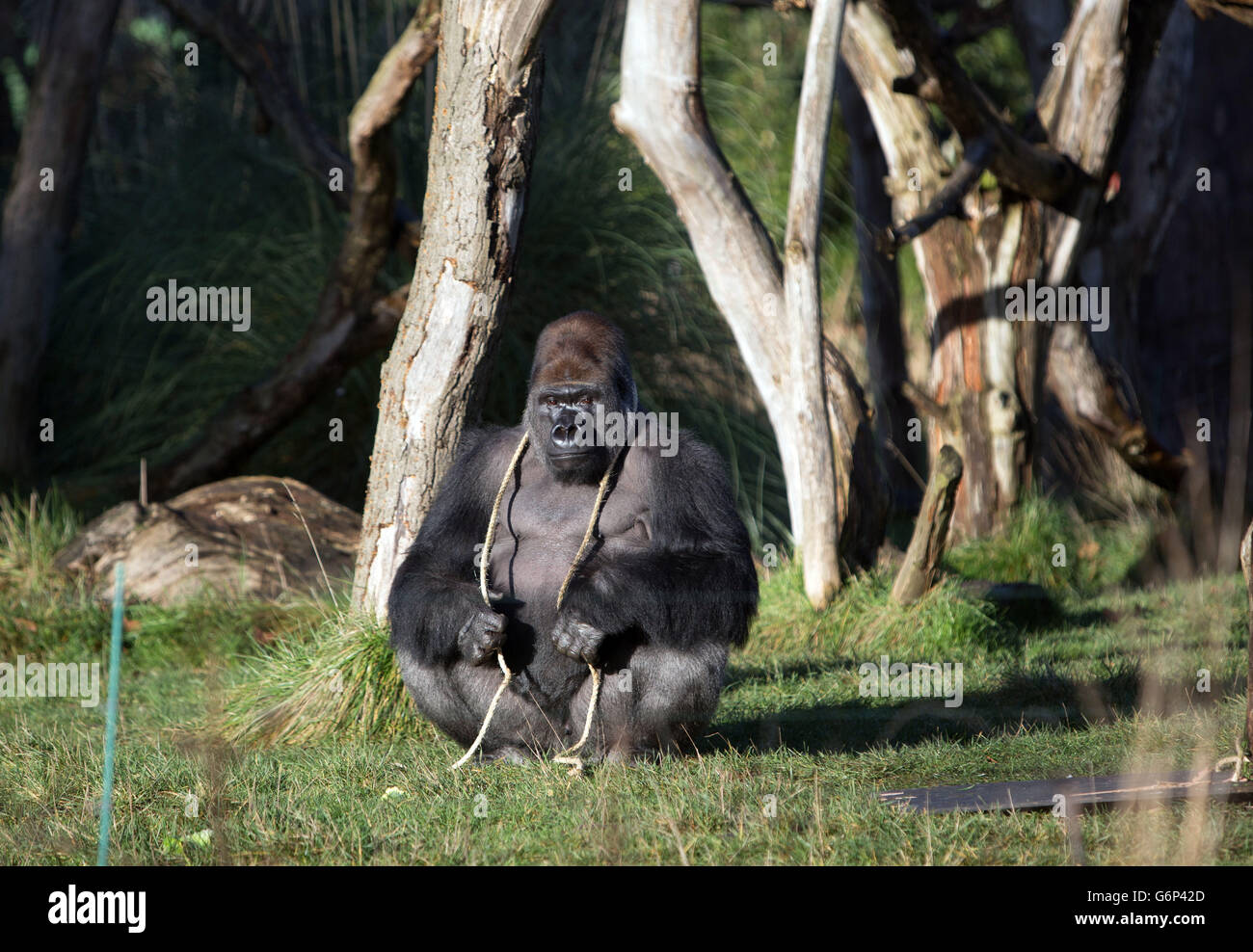 Zoo residents line up to be counted Stock Photo - Alamy