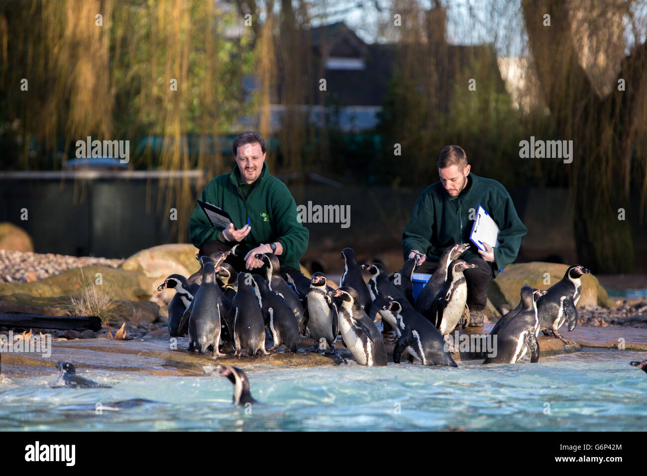 Zoo residents line up to be counted Stock Photo - Alamy