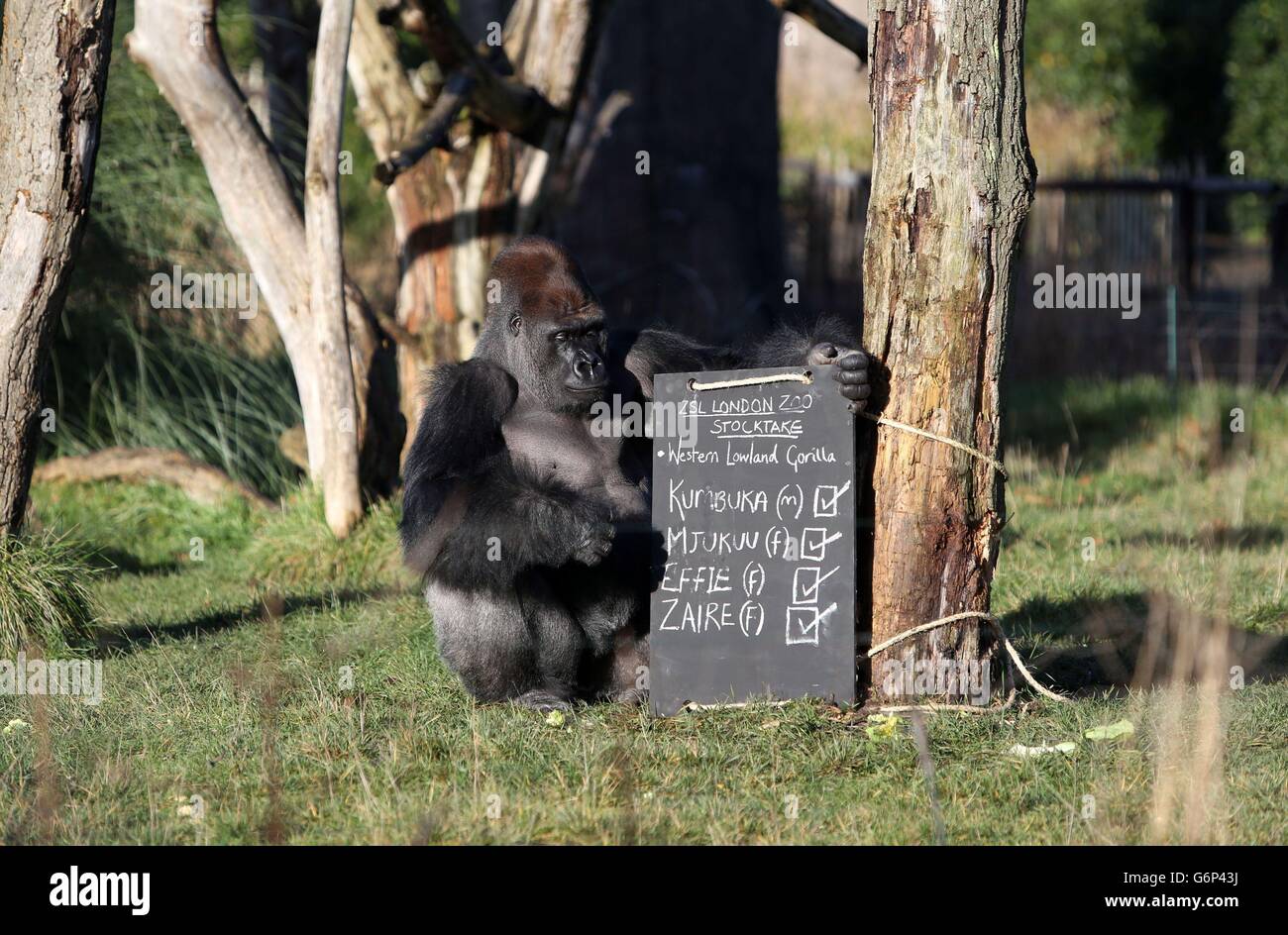 Zoo residents line up to be counted Stock Photo - Alamy