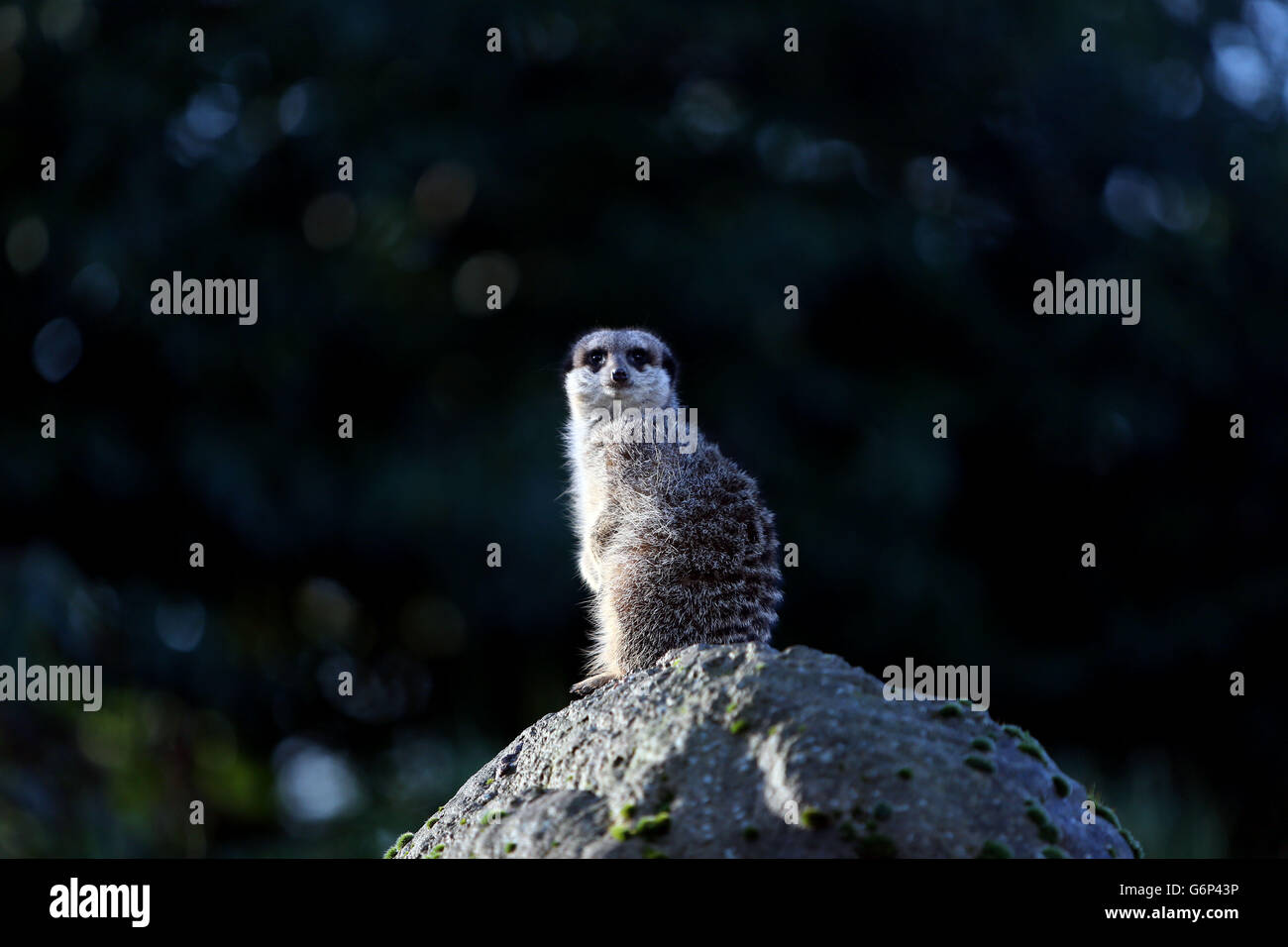 Zoo residents line up to be counted Stock Photo - Alamy