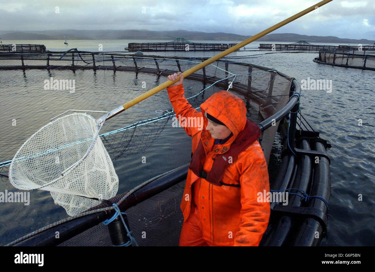 A salmon farmer at the Strondoir Bay fish farm at Loch Fyne Scotland ...