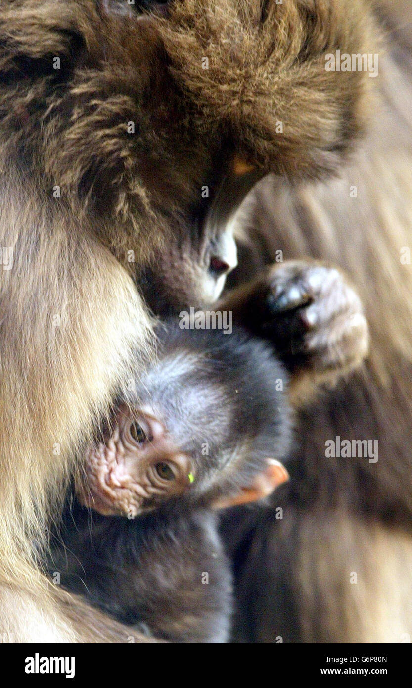 Gelada baboon at colchester zoo hi-res stock photography and images - Alamy