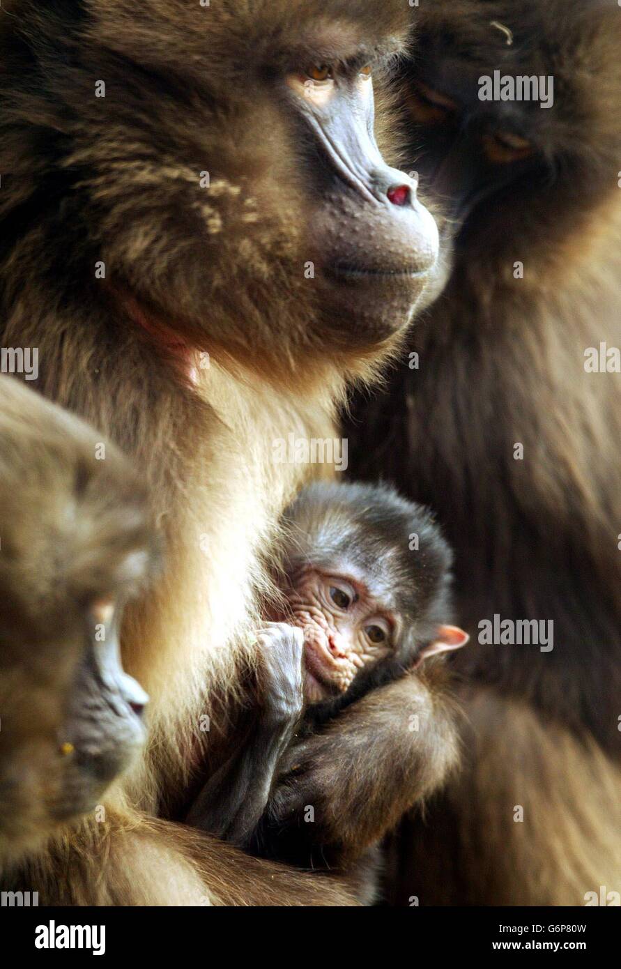 Baby gelada colchester zoo essex hi-res stock photography and images ...