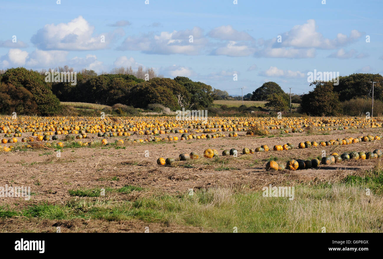 Pumpkin Crop lying in field Stock Photo - Alamy