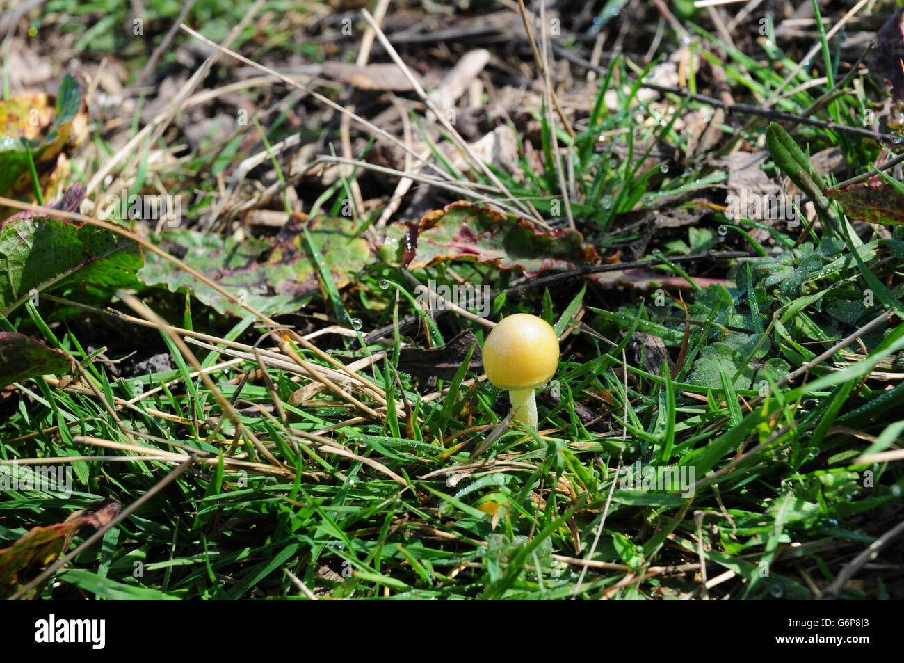 Egg yolk fungi or Cow Pat Toadstool Stock Photo - Alamy