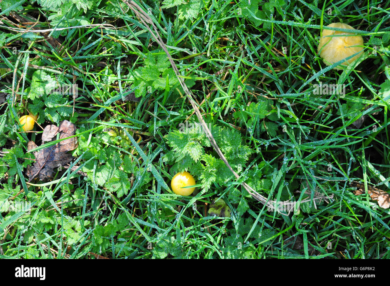Egg yolk fungi or Cow Pat toadstools emerging through grass Stock Photo ...
