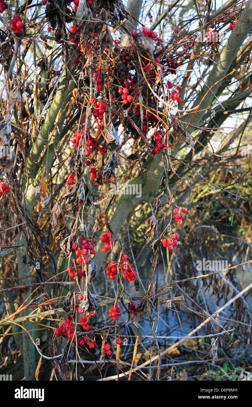 Frosted Black Bryony berries Stock Photo - Alamy