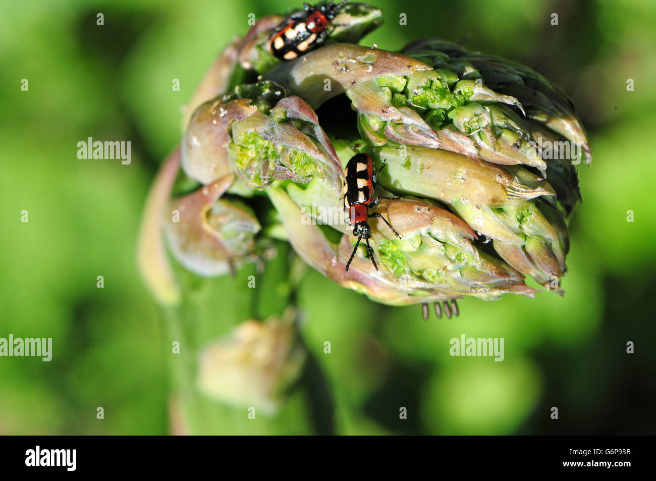 Asparagus beetle hi-res stock photography and images - Alamy