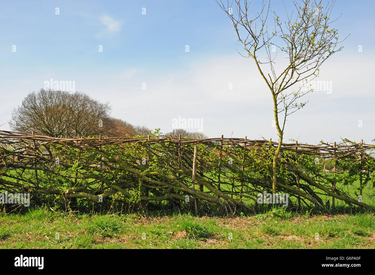 Hedge layer hi-res stock photography and images - Alamy