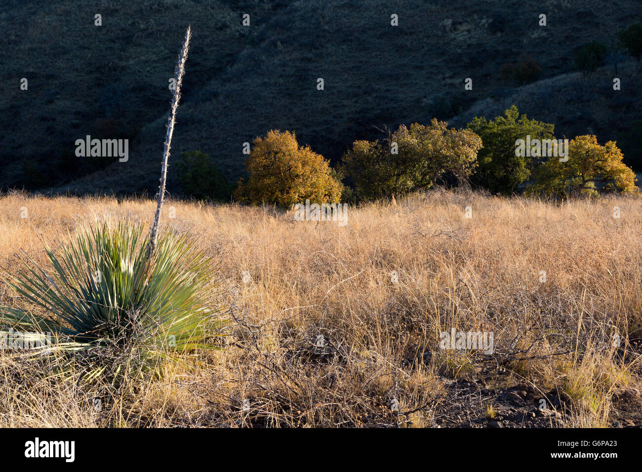 Oak trees growing behind a yucca plant in the high desert grasslands of ...