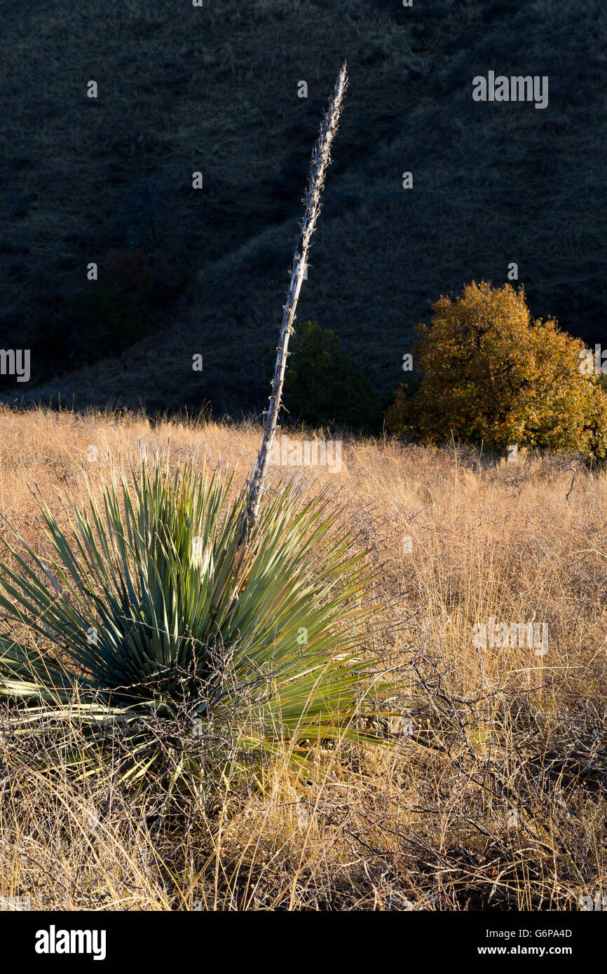 Oak trees growing behind a yucca plant in the high desert grasslands of ...