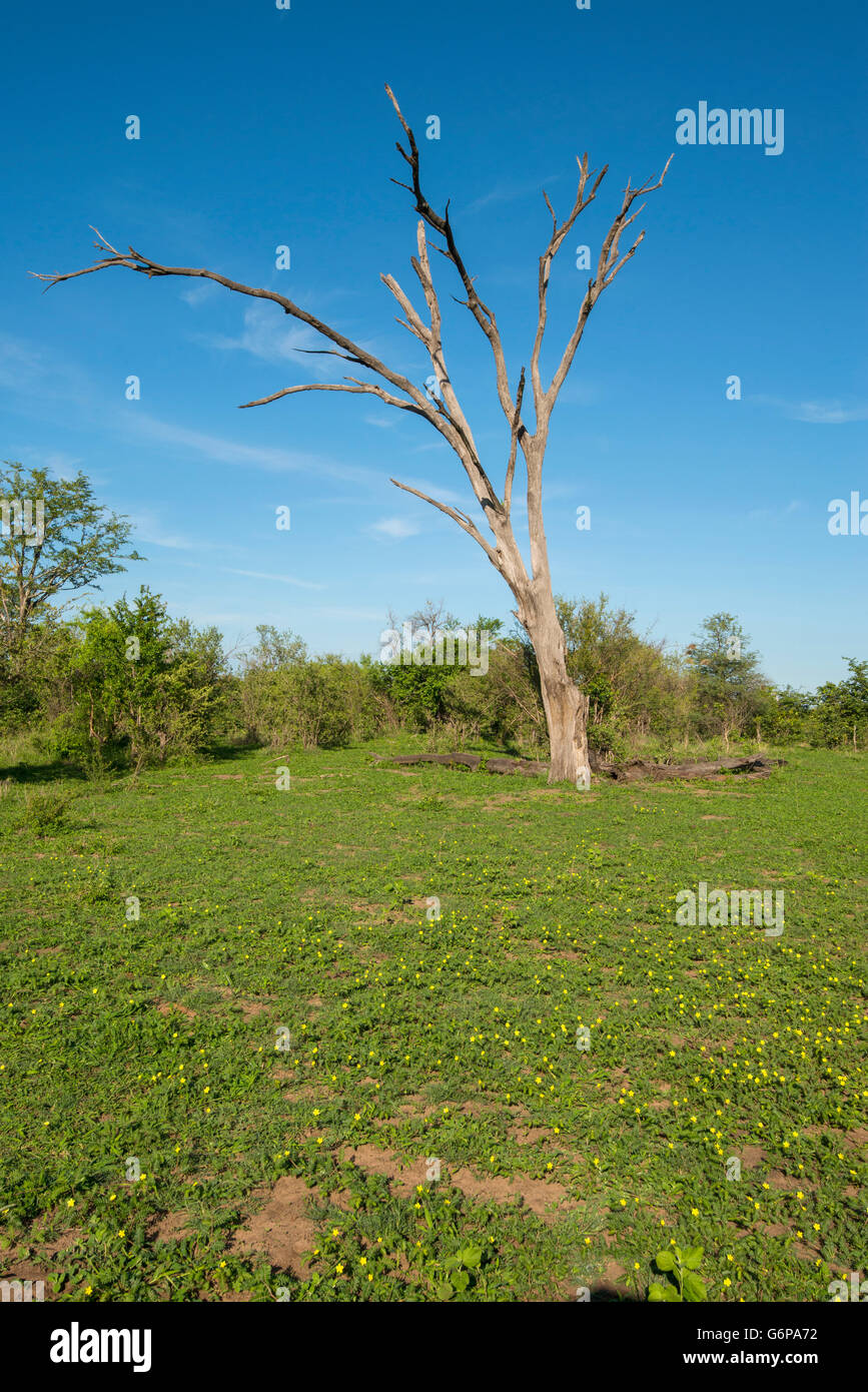 A green carpet of flowers seen in Zimbabwe's Zambezi National Park ...