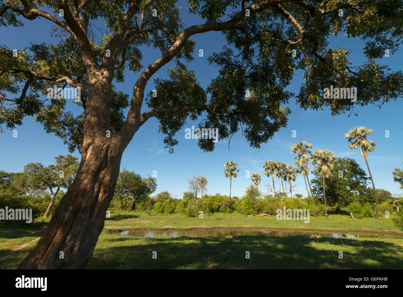 Victoria falls palm tree hi-res stock photography and images - Alamy