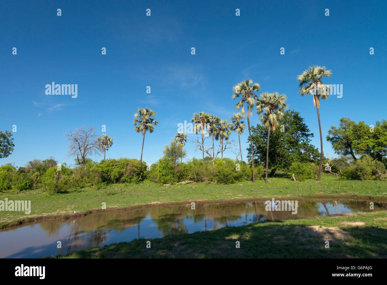 Victoria falls palm tree hi-res stock photography and images - Alamy