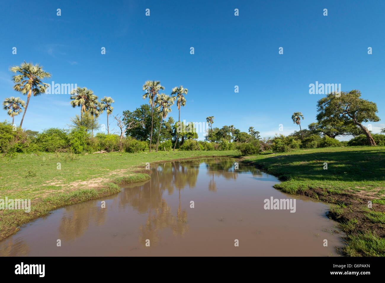 Victoria falls palm tree hi-res stock photography and images - Alamy