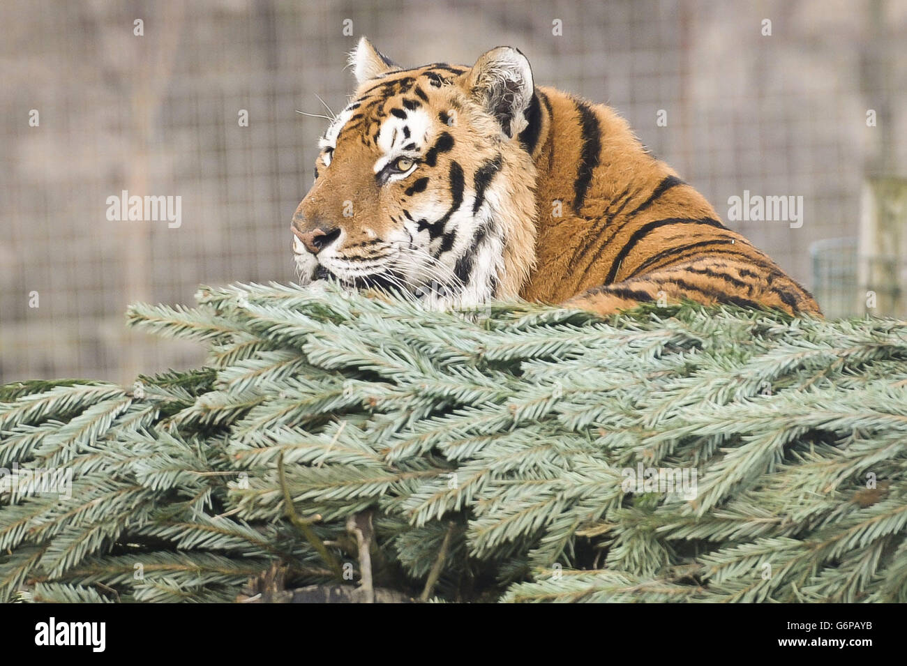 s Ark Zoo Farm Stock Photo - Alamy