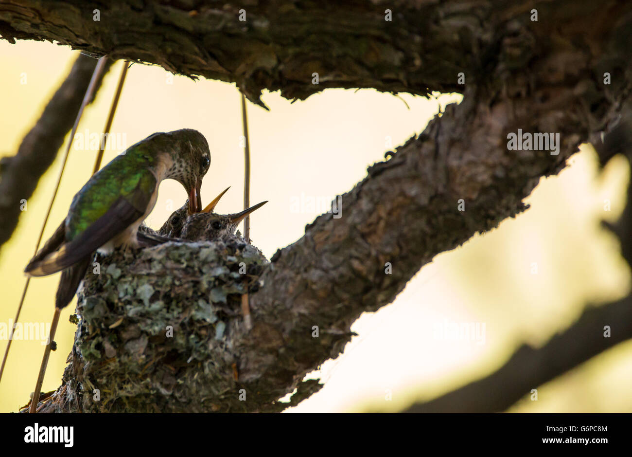 Mother Hummingbird feeding baby chicks Stock Photo - Alamy