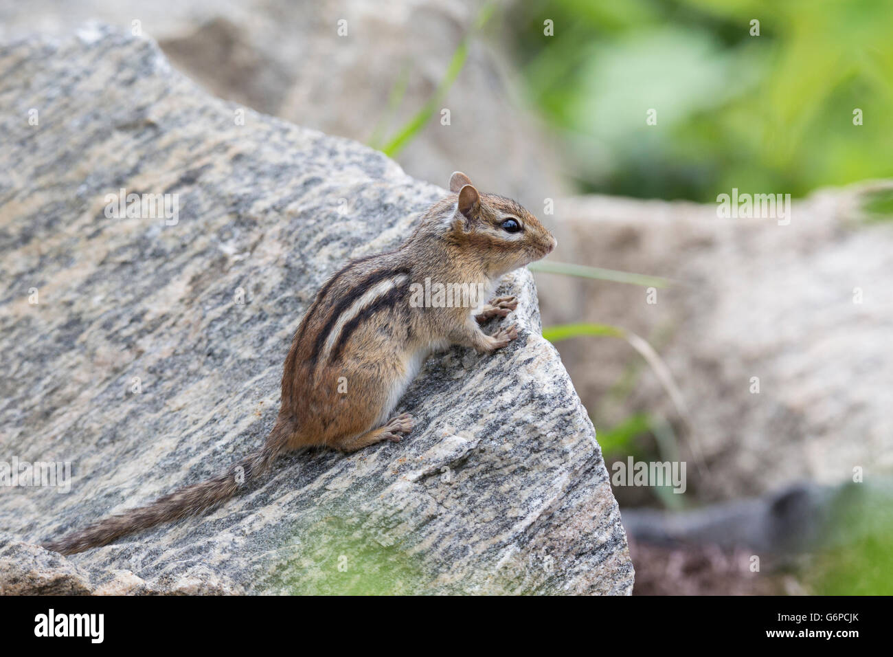 Eastern Chipmunk (Tamias striatus) in spring Stock Photo - Alamy