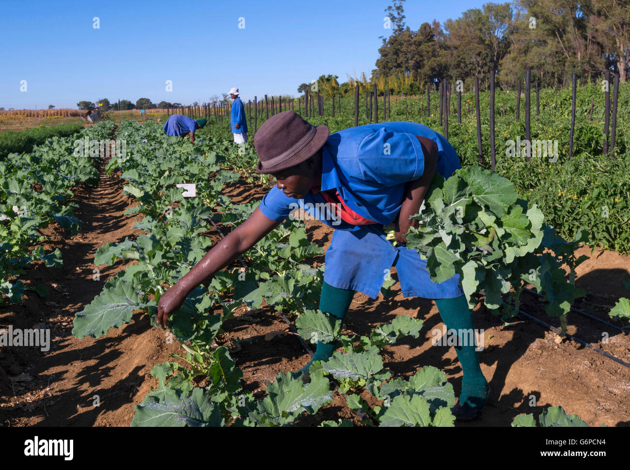 African cabbage hi-res stock photography and images - Alamy