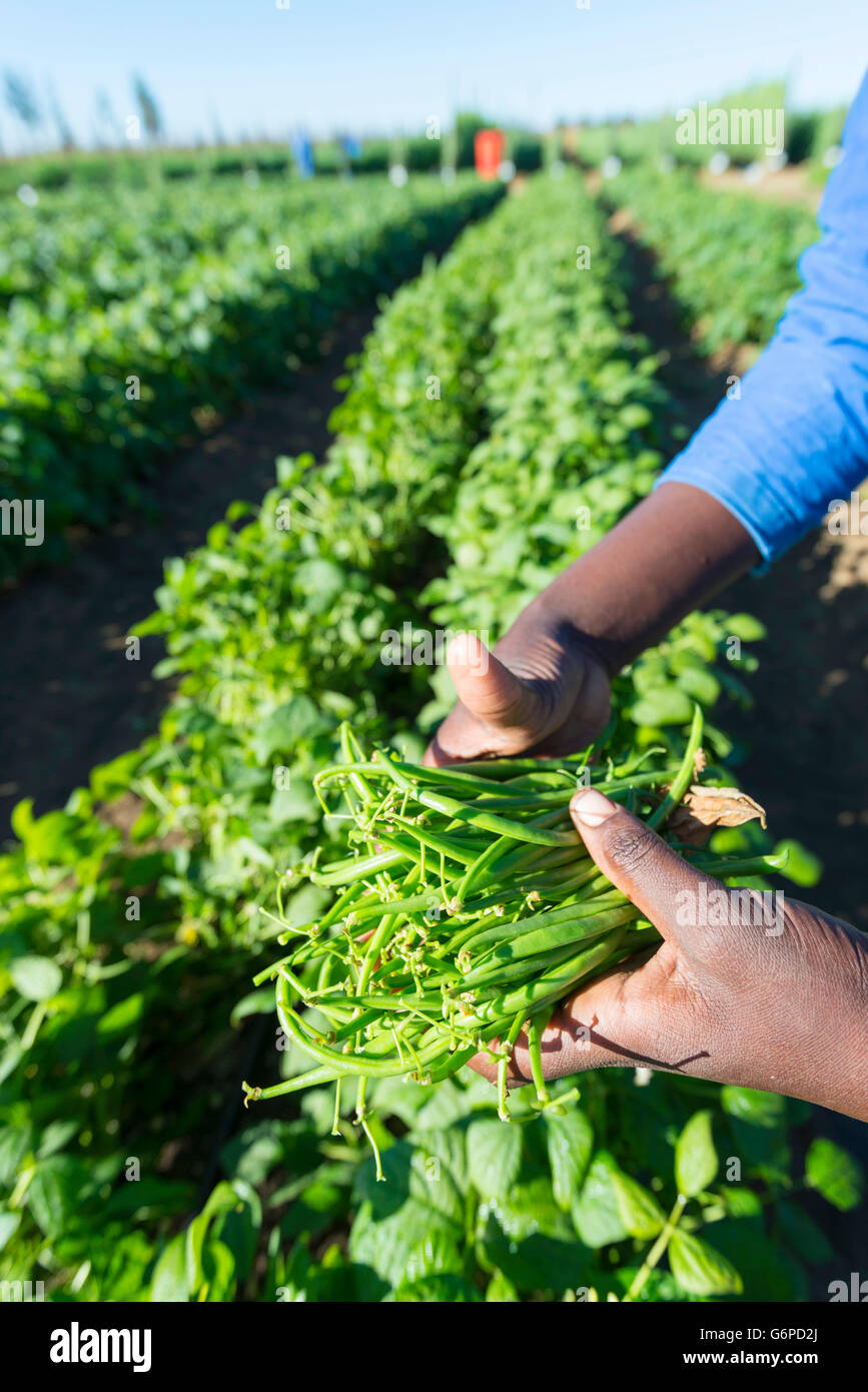 Farmers weeding by hand hi-res stock photography and images - Alamy