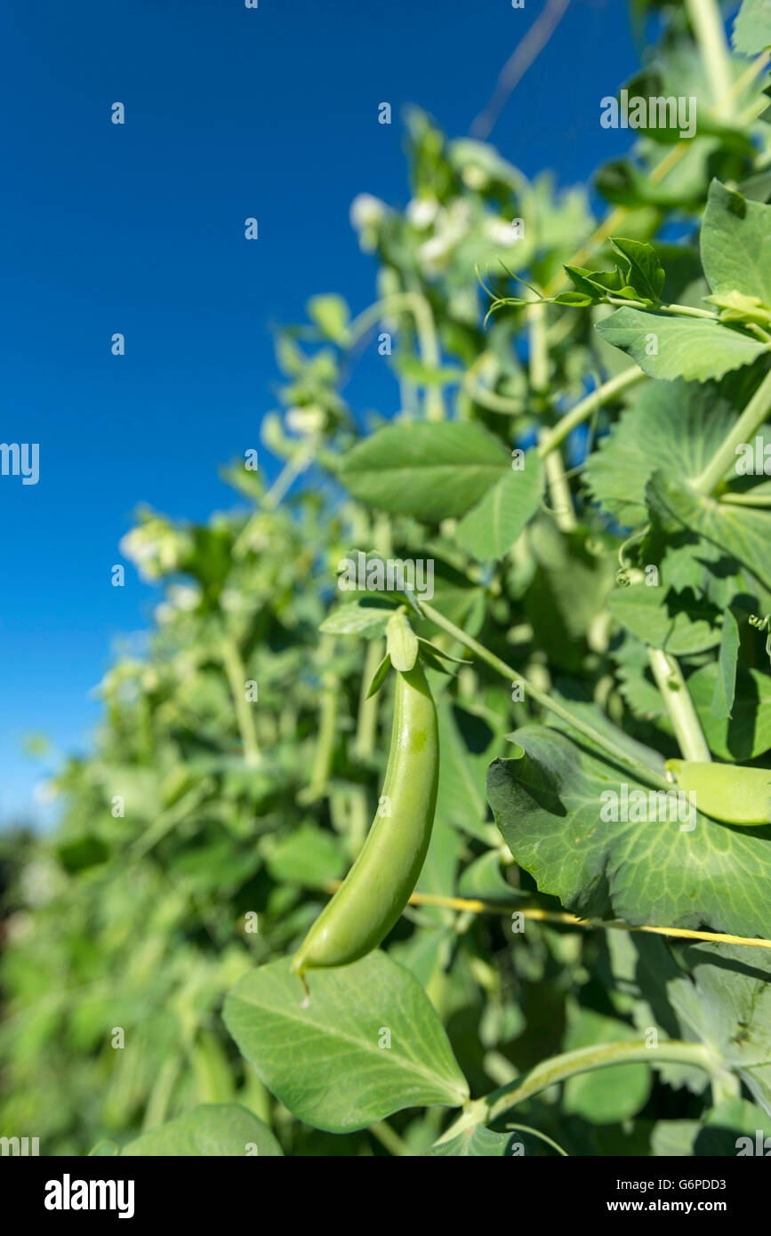 African crops growing on hi-res stock photography and images - Alamy