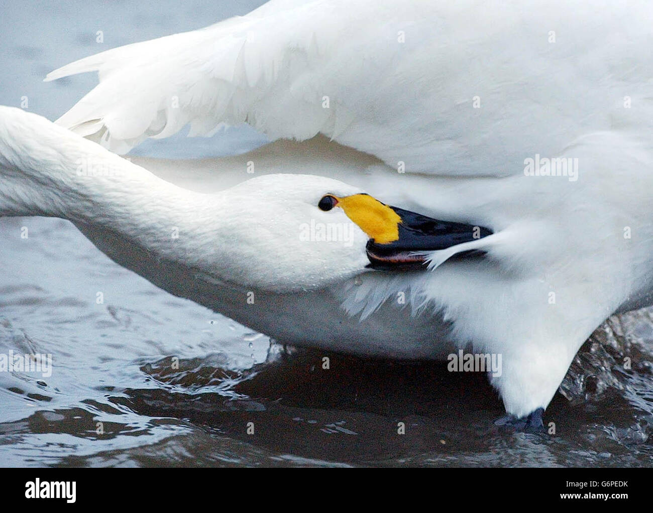 A Bewick's Swan at the Wildfowl and Wetlands Trust Stock Photo - Alamy
