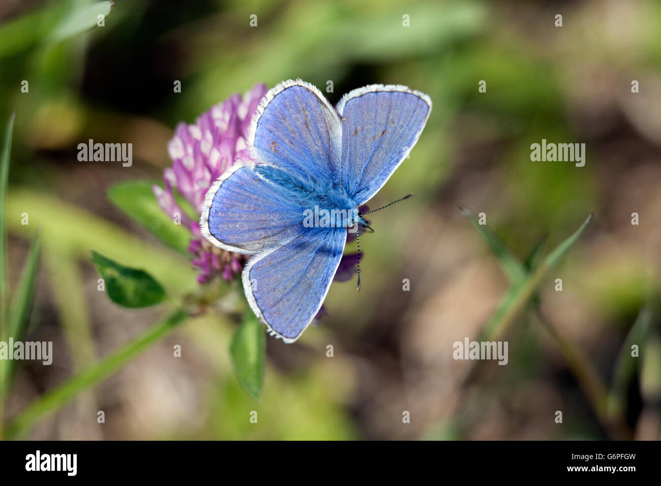 Beautiful soft blue butterfly Stock Photo - Alamy