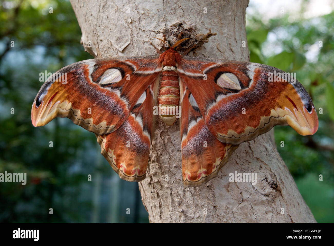 Big atlas butterfly. this is the biggest butterfly in the nature Stock ...