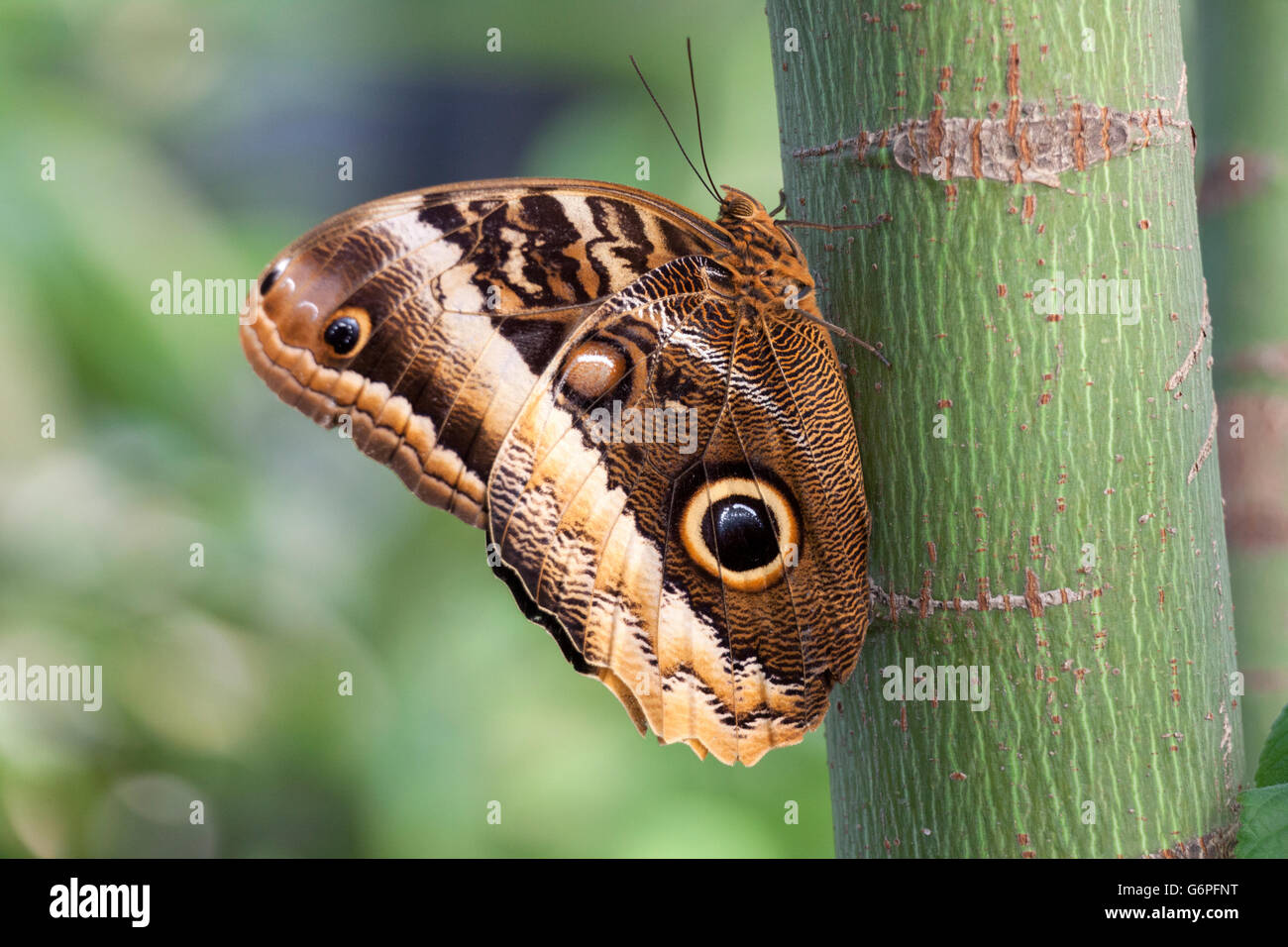 Close up photo of brown butterfly Stock Photo - Alamy