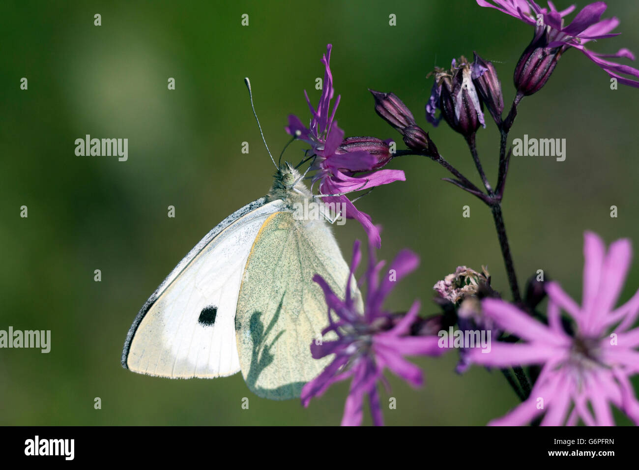 Close up photo of a beautiful white butterfly in nature Stock Photo - Alamy