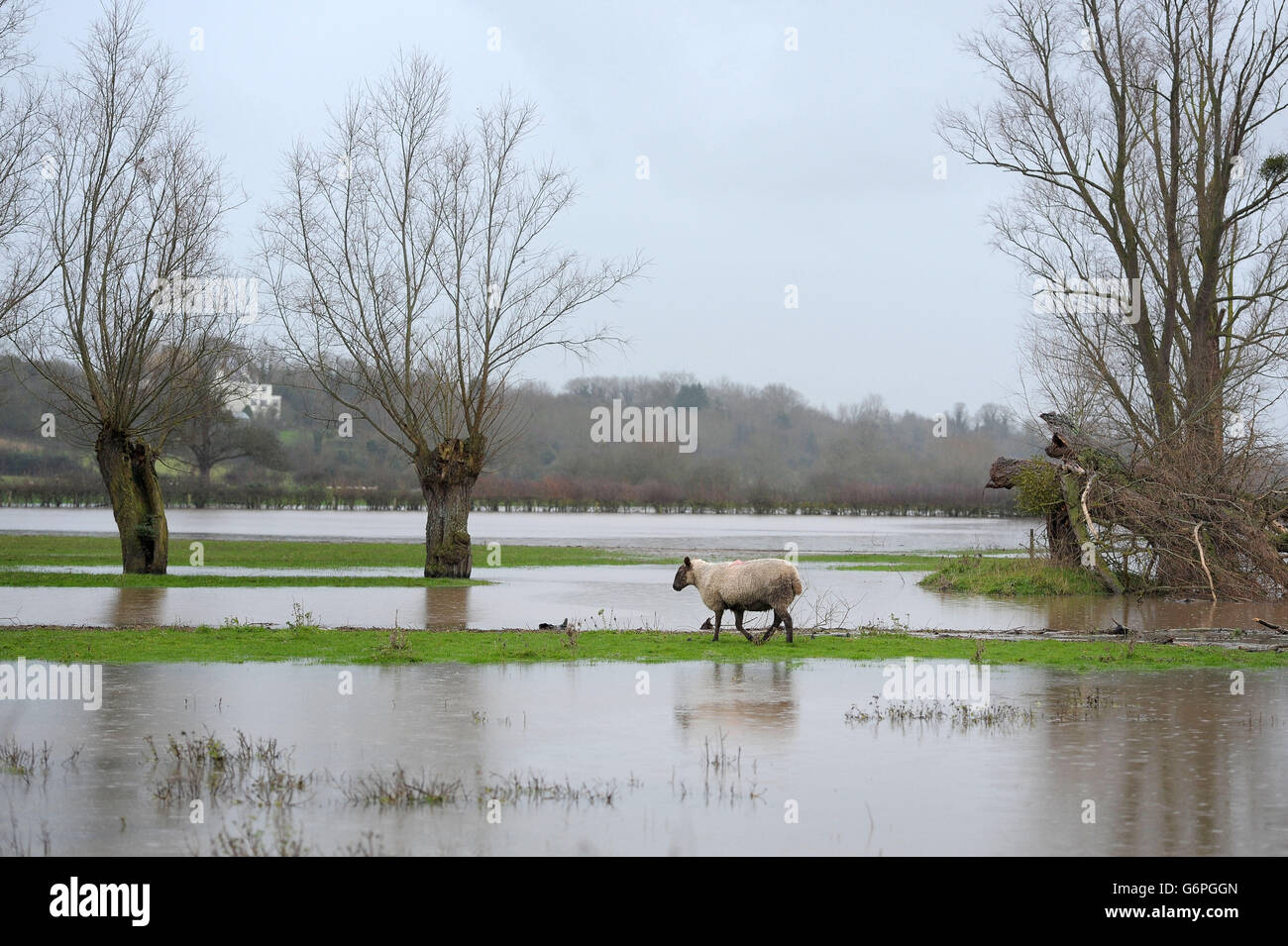 A sheep makes its way across flooded fields near Apperley outside ...