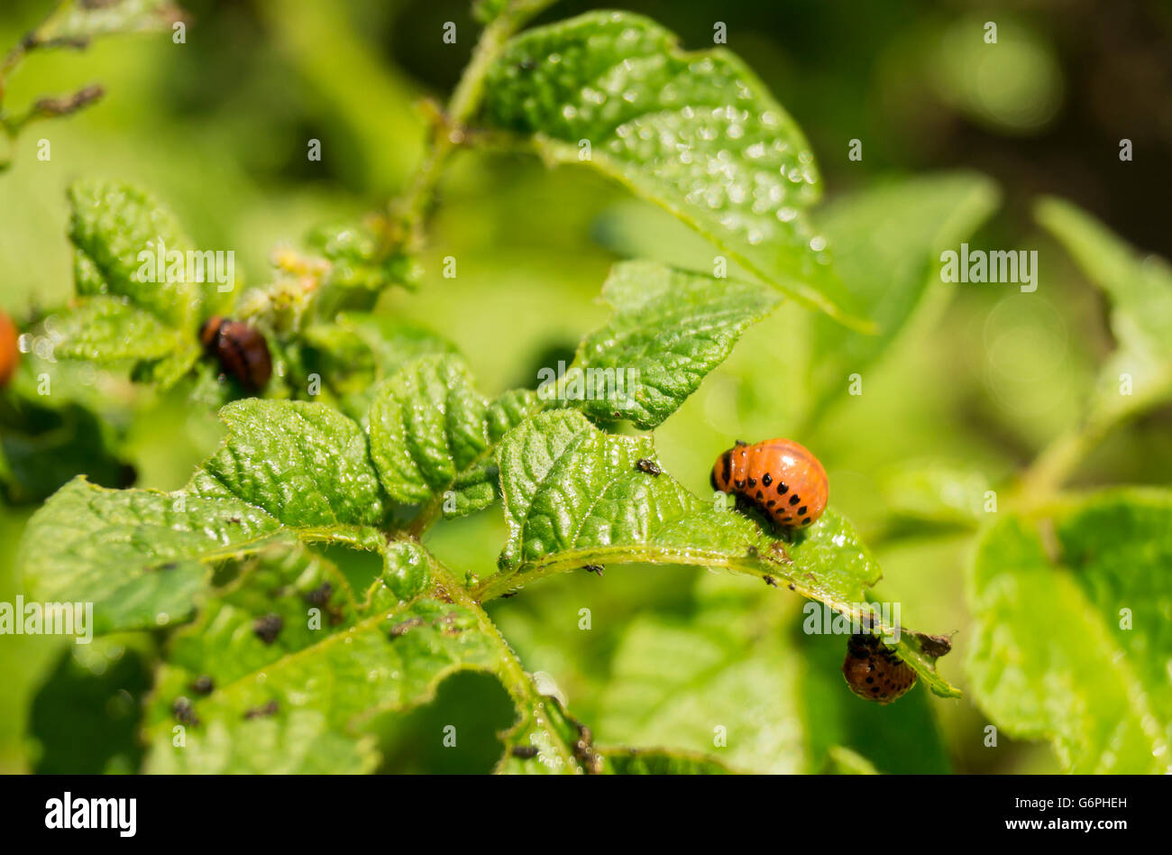 Potato bug hi-res stock photography and images - Alamy