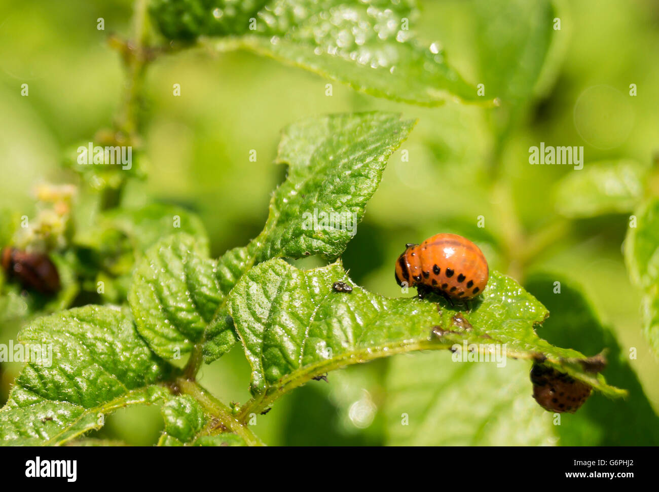 Potato bug hi-res stock photography and images - Alamy