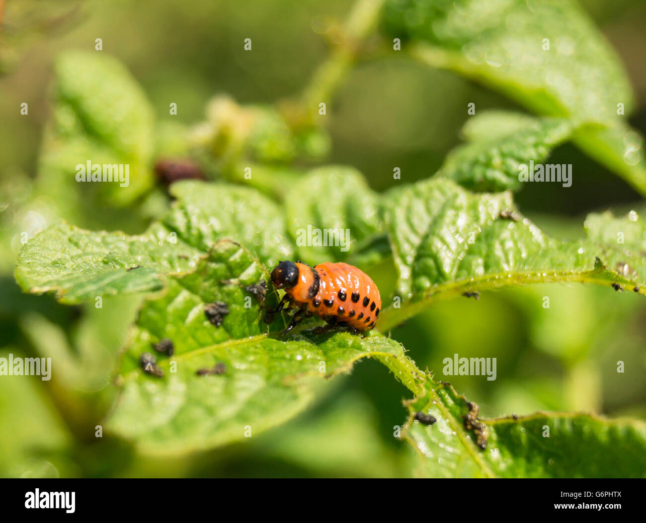 Potato bug hi-res stock photography and images - Alamy