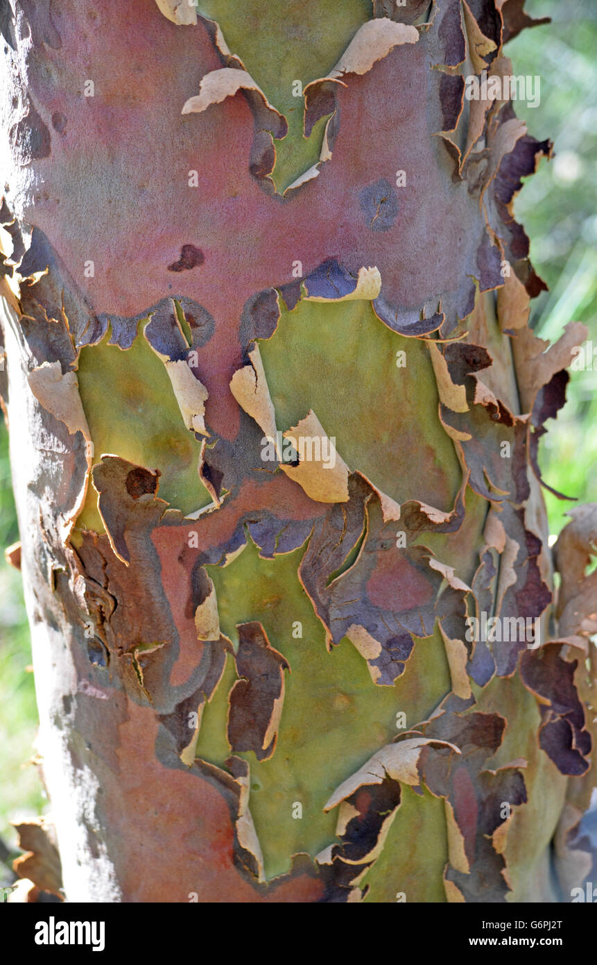 Spotted gum tree bark hi-res stock photography and images - Alamy