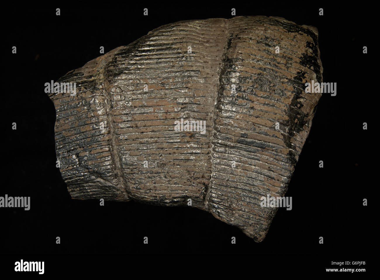 Fossil horsetail, Calamites spp., Alabama, Pennsylvanian, 300 Ma, from ...