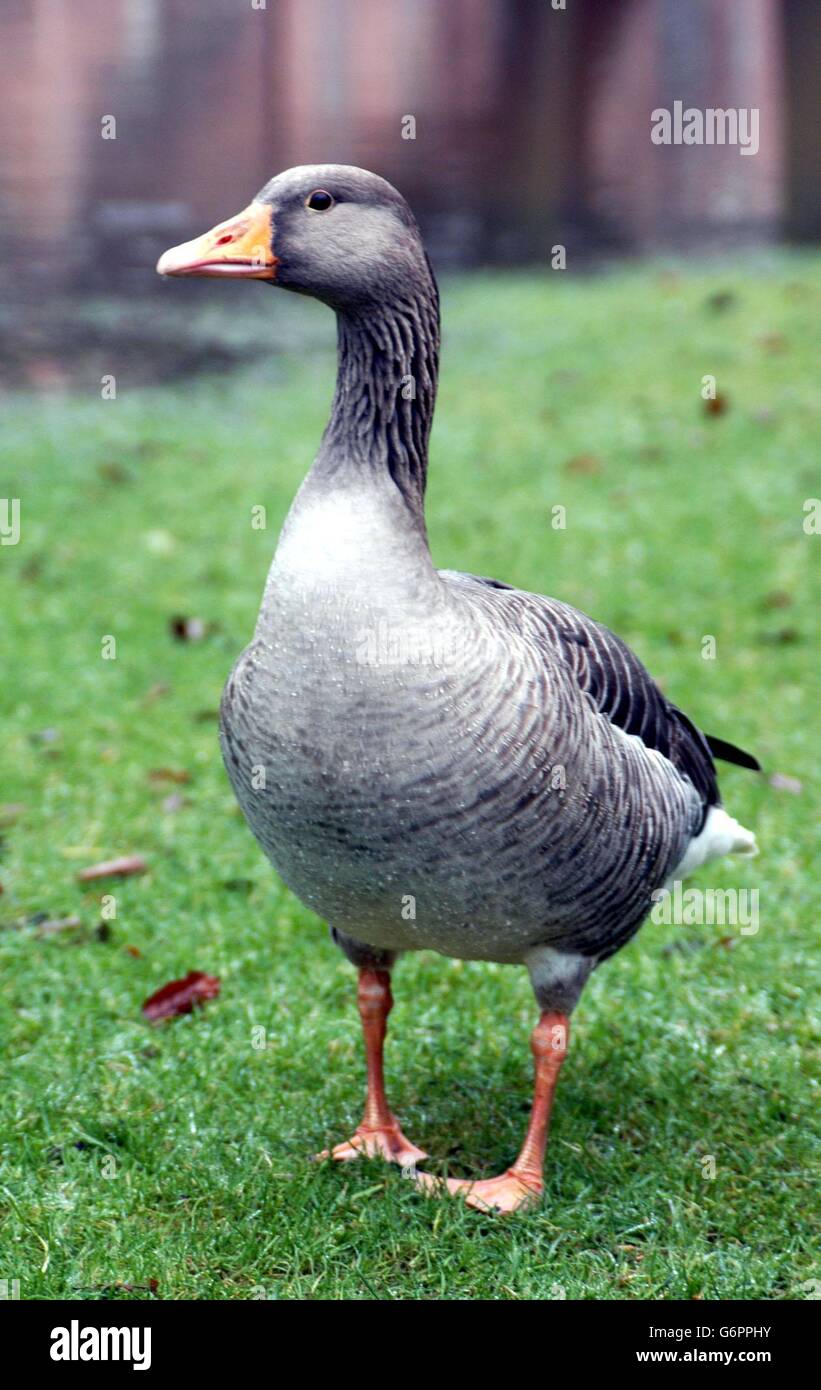 A goose enjoys the swollen river in York, after the River Ouse burst ...