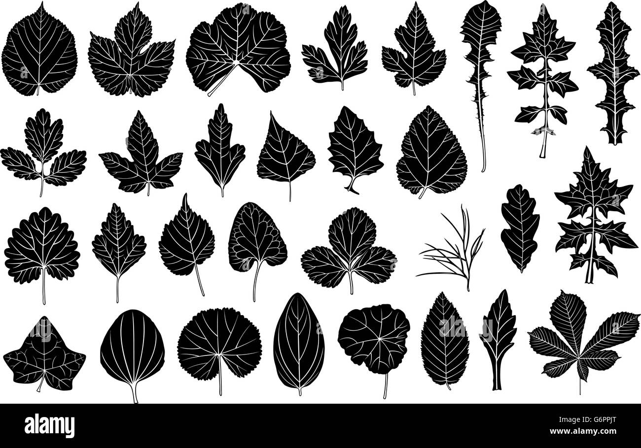 Set of different leaves isolated on white Stock Vector Image & Art - Alamy