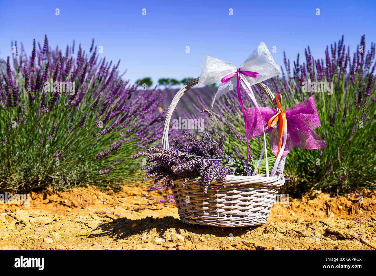 Lavender square decoration hi-res stock photography and images - Alamy